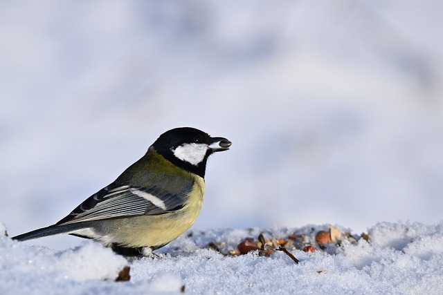 Great Tit Bird - Free photo on Pixabay