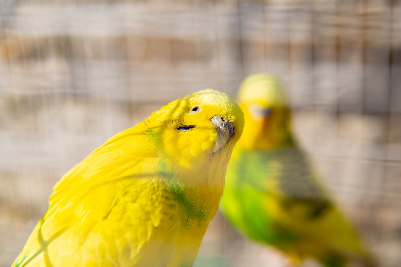Parrot Bird Animal - Free photo on Pixabay