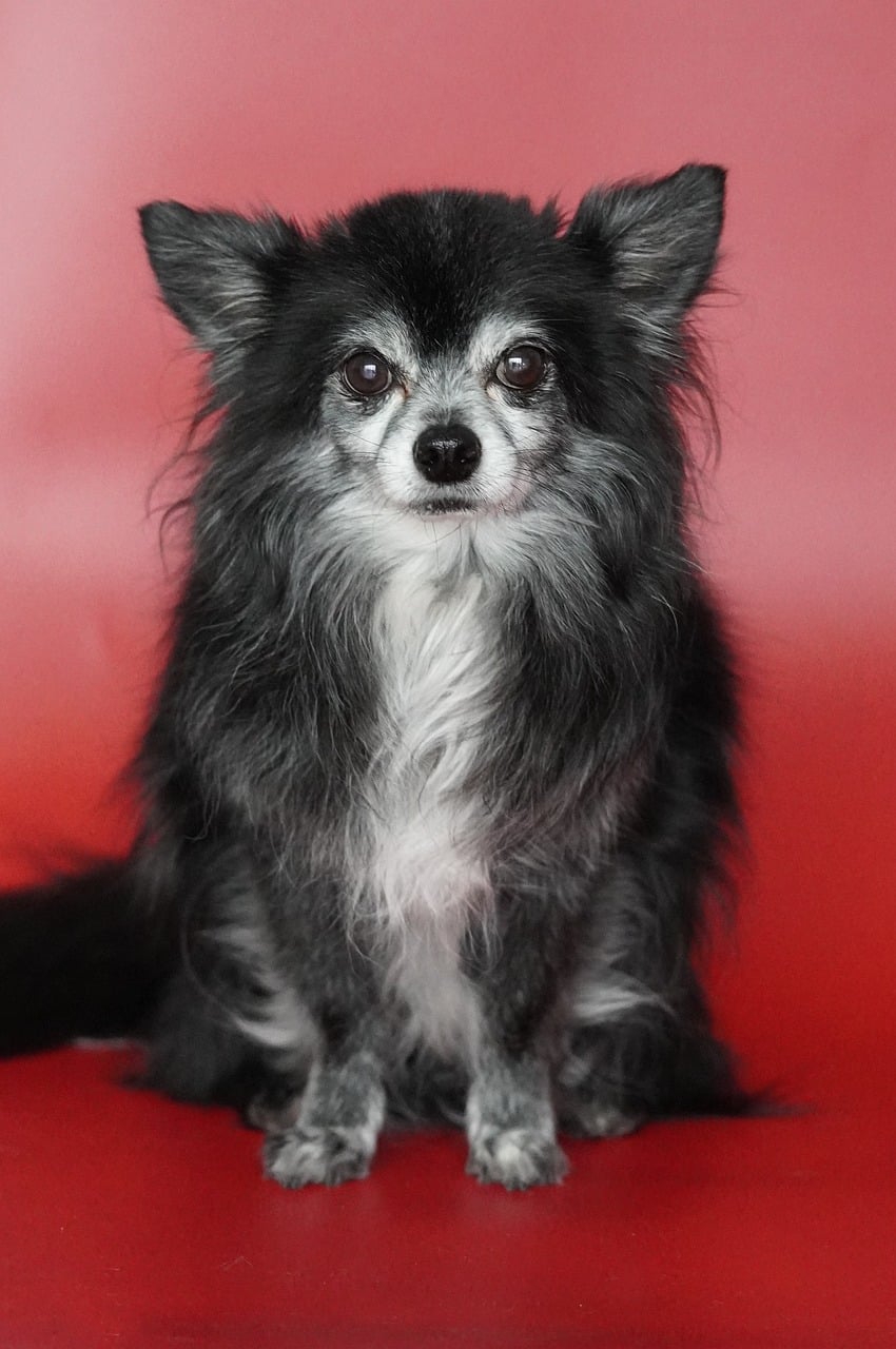 Chihuahua Hund Tier - Kostenloses Foto auf Pixabay