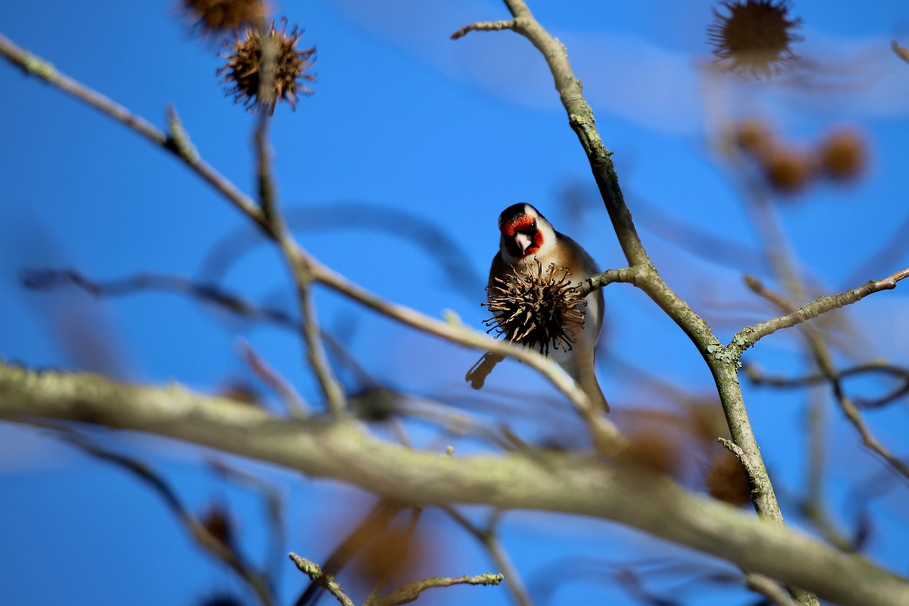 Goldfinch Bird Animal - Free photo on Pixabay