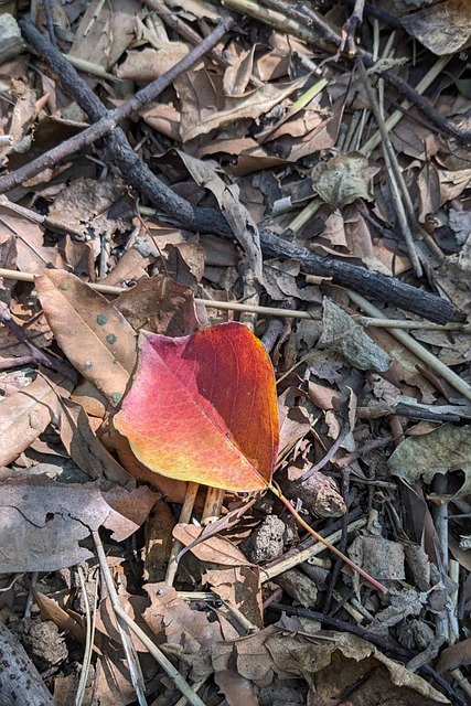Fallen Leaves Red Leaf Dead - Free photo on Pixabay