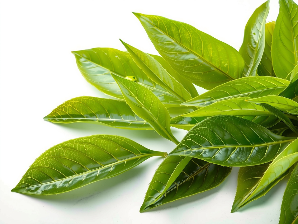 Feuille Vert Thé - Image gratuite sur Pixabay