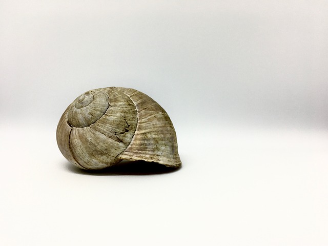 Snail Shell Mollusk - Free photo on Pixabay