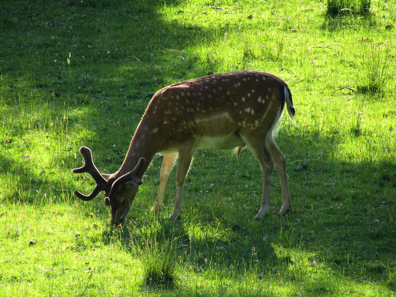 Deer Animal Antler - Free photo on Pixabay