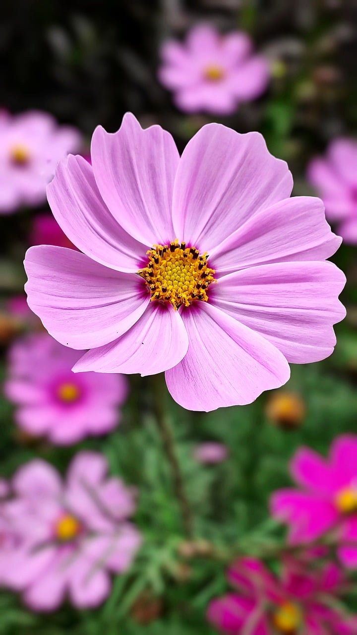 Cosmos Flower Plant - Free photo on Pixabay