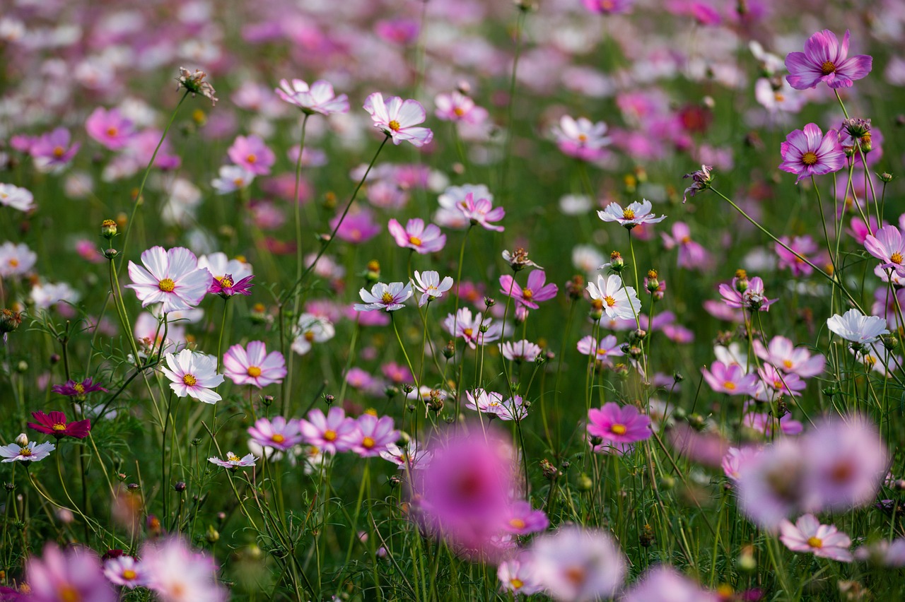 Cosmos Flowers Meadow - Free photo on Pixabay