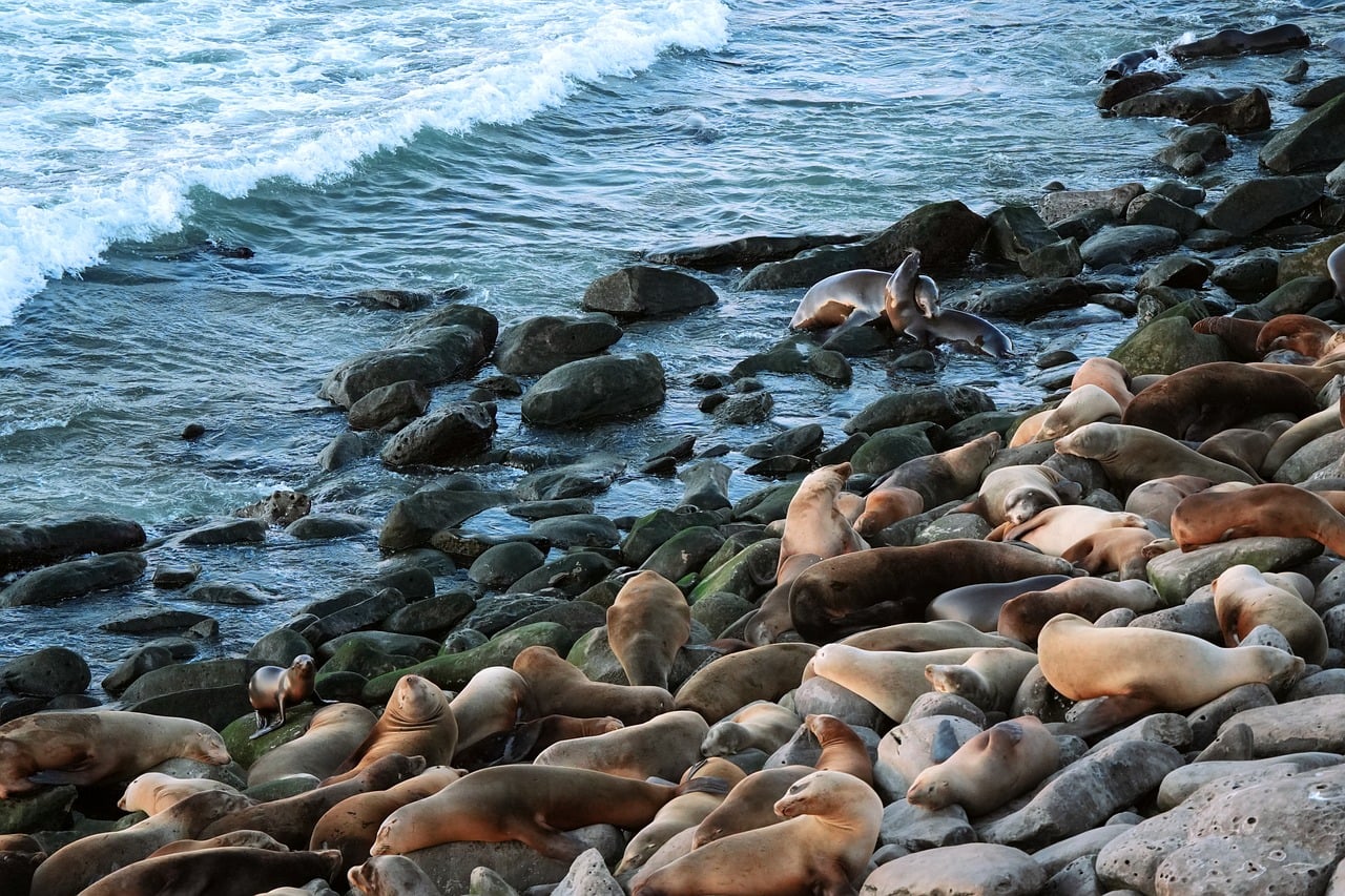 Seal Beach Ocean - Free photo on Pixabay