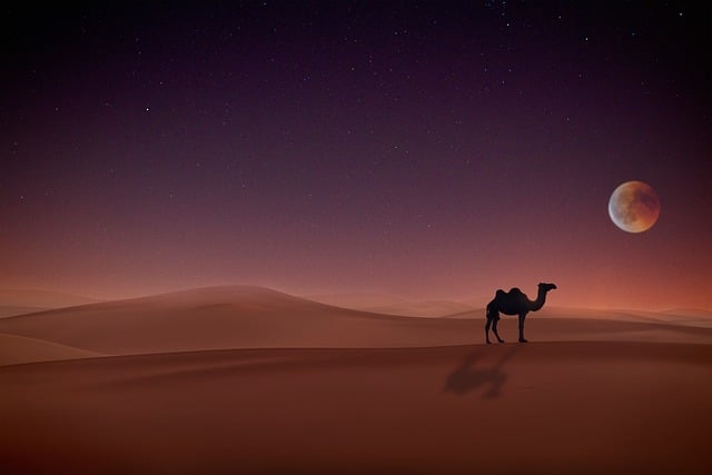 10,000+ Free Camel Shadow & Camel Images - Pixabay