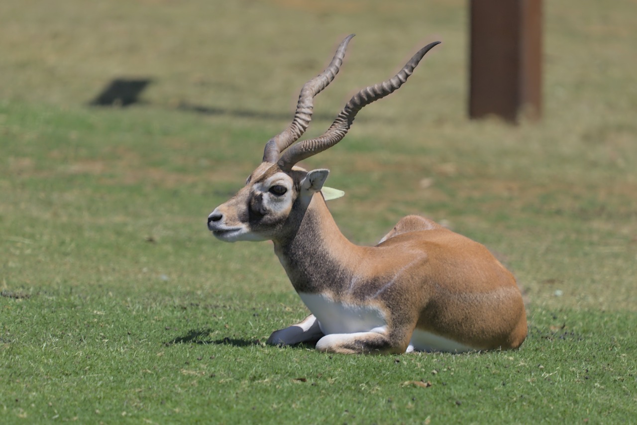 Waterbuck Antílope Animal - Foto gratis en Pixabay