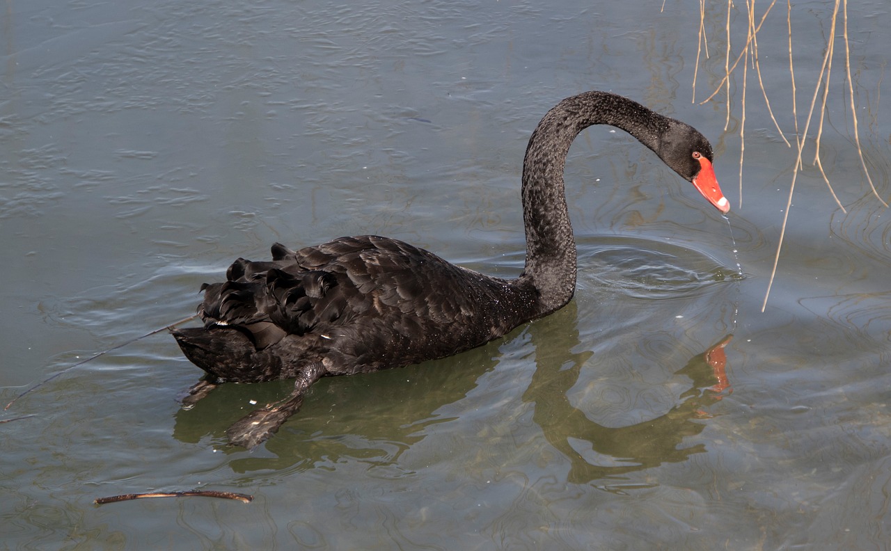 Black Swan Bird - Free photo on Pixabay