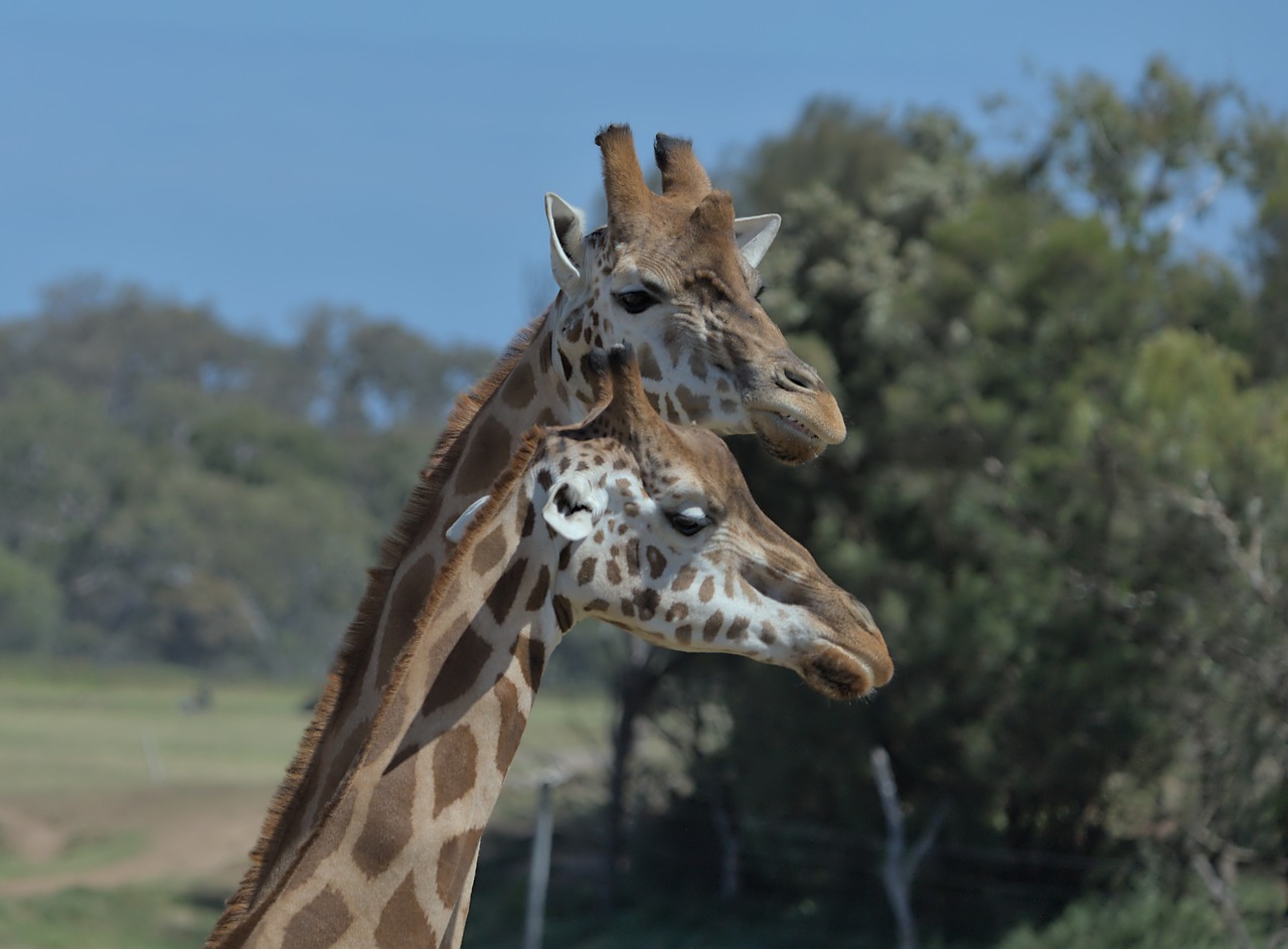 Giraffes Animals Wildlife - Free photo on Pixabay