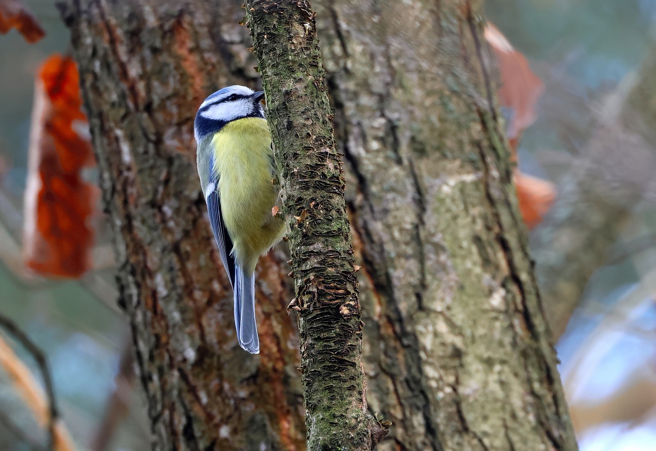 Bird Cheese Forest - Free photo on Pixabay