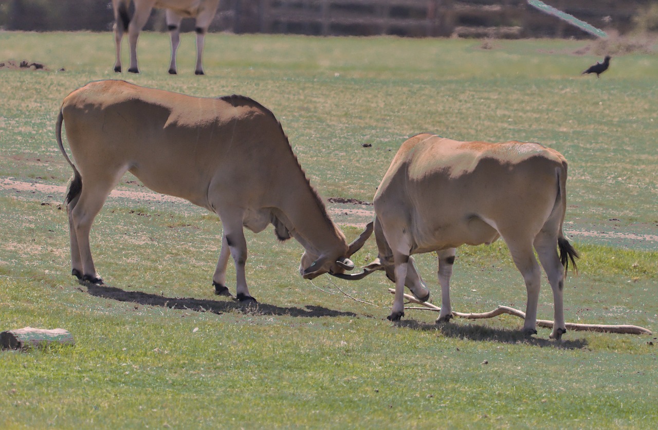 Eland Natuur Dieren In Het Wild - Gratis foto op Pixabay