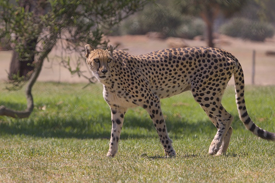 Cheetah Animal Mammal Big - Free photo on Pixabay