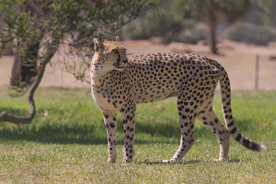 Cheetah Animal Mammal Big - Free photo on Pixabay