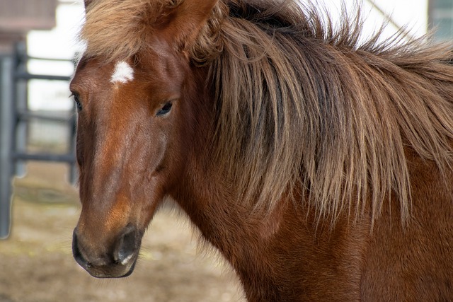 Cavalo Animal Juba - Foto gratuita no Pixabay