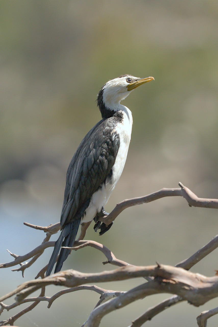 Little Pied Cormorant - Free photo on Pixabay