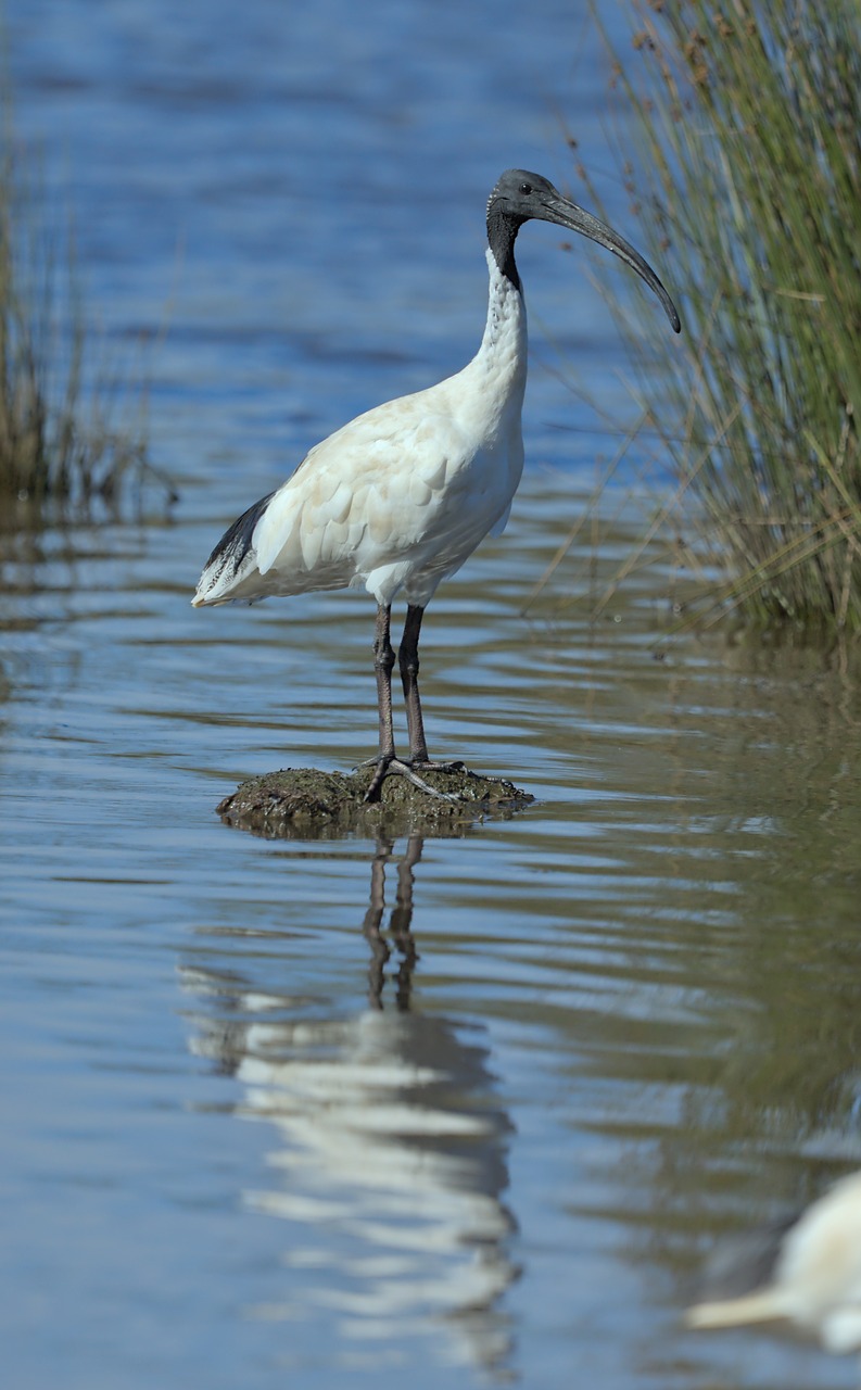 Ibis Pájaro Animal - Foto gratis en Pixabay