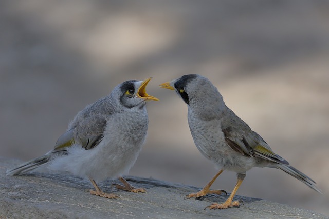 Noisy Miner Birds Animals - Free photo on Pixabay