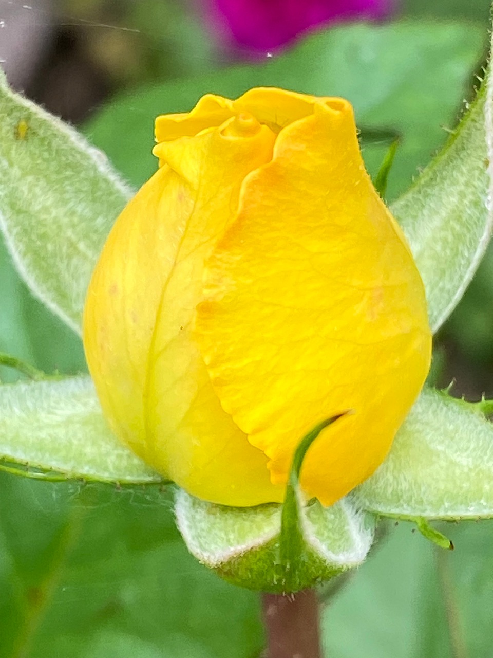 Rose Bourgeon Nature - Photo gratuite sur Pixabay