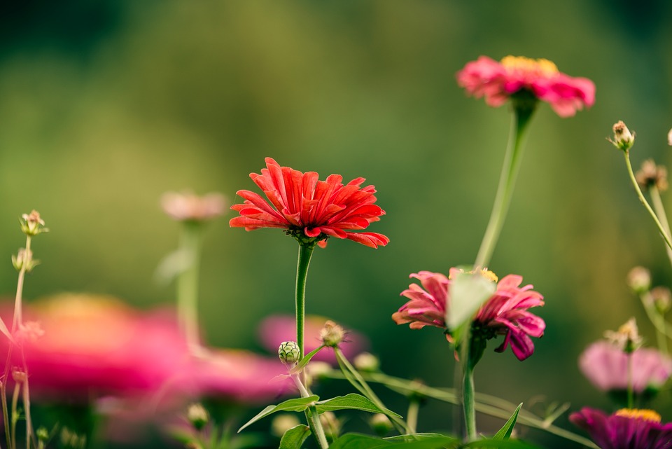 Flowers Full Bloom Garden - Free photo on Pixabay