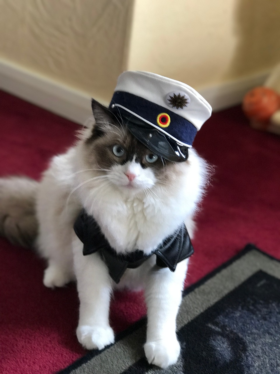 Domestic Animal Cats Cute - Free photo on Pixabay