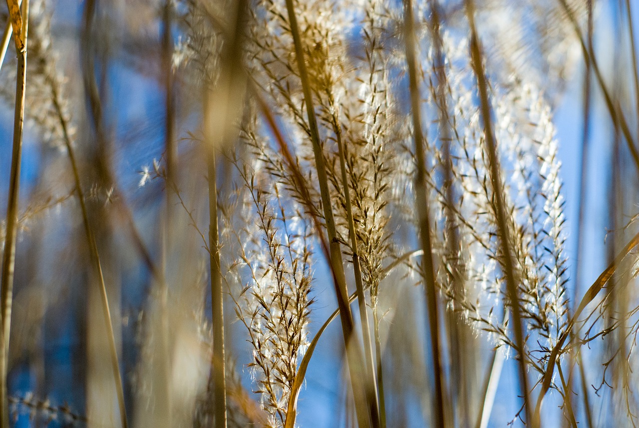 Grasses Nature Grass - Free photo on Pixabay