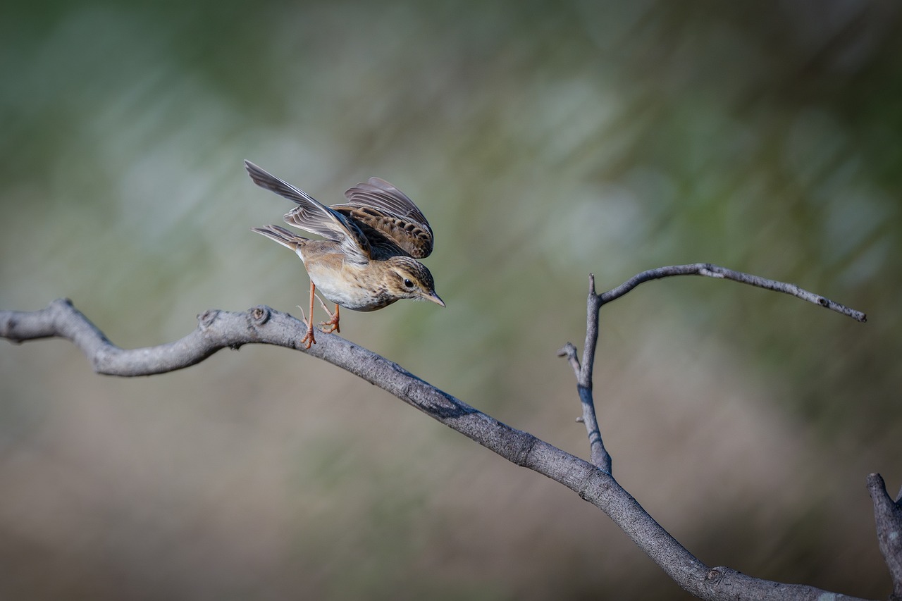 Bird Nature Wildlife - Free photo on Pixabay