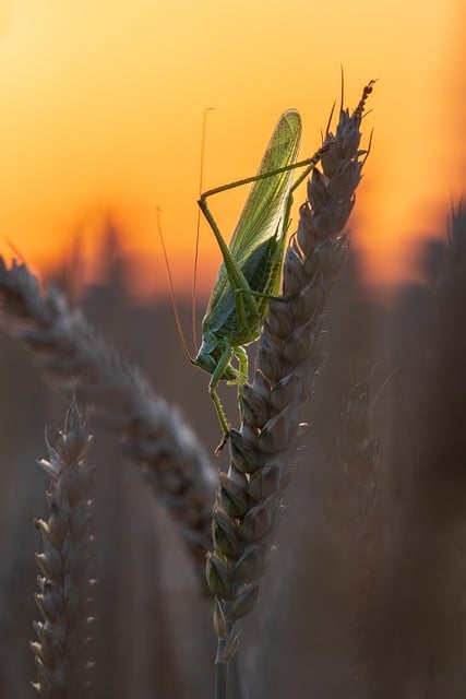 30,000+ Free Grasshopper Cartoon & Grasshopper Images - Pixabay