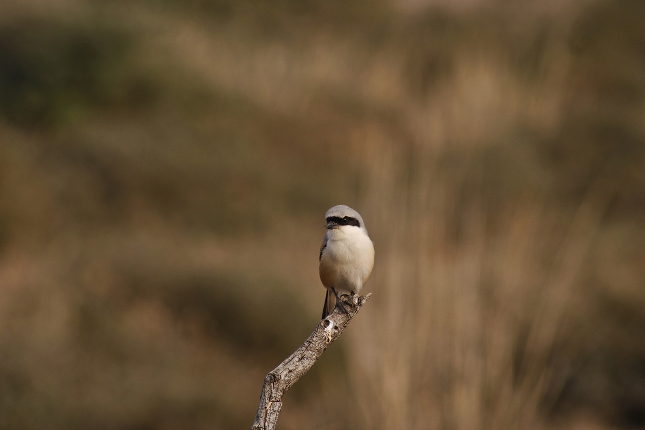 Bird Ornithology Nature - Free photo on Pixabay