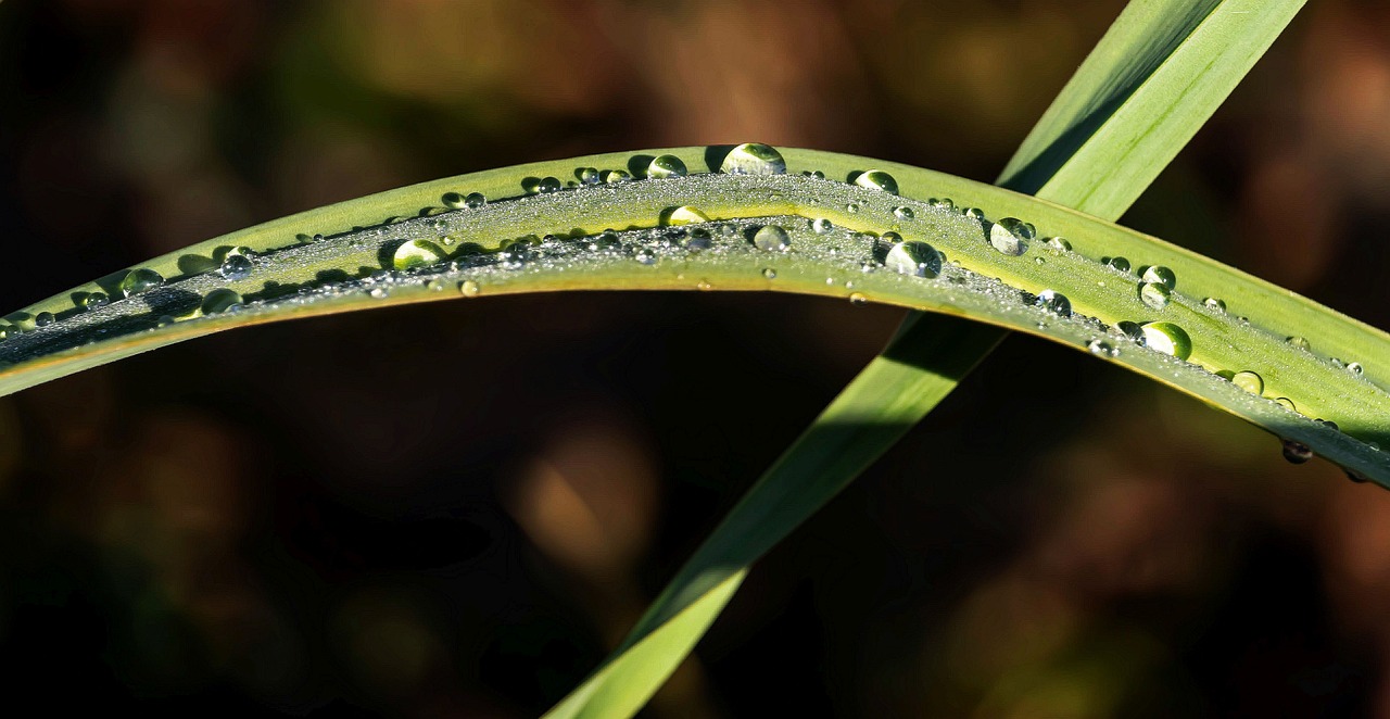 Blade Of Grass Nature - Free photo on Pixabay