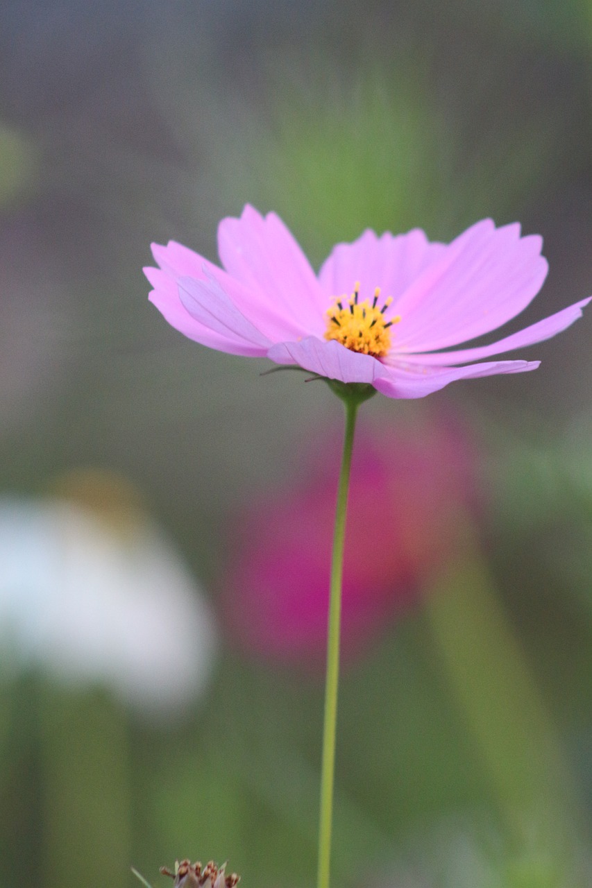 Blume Natur Blüte - Kostenloses Foto auf Pixabay