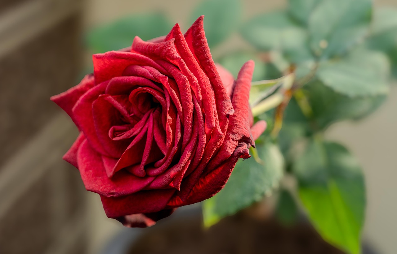 Rose Flower Plant - Free photo on Pixabay