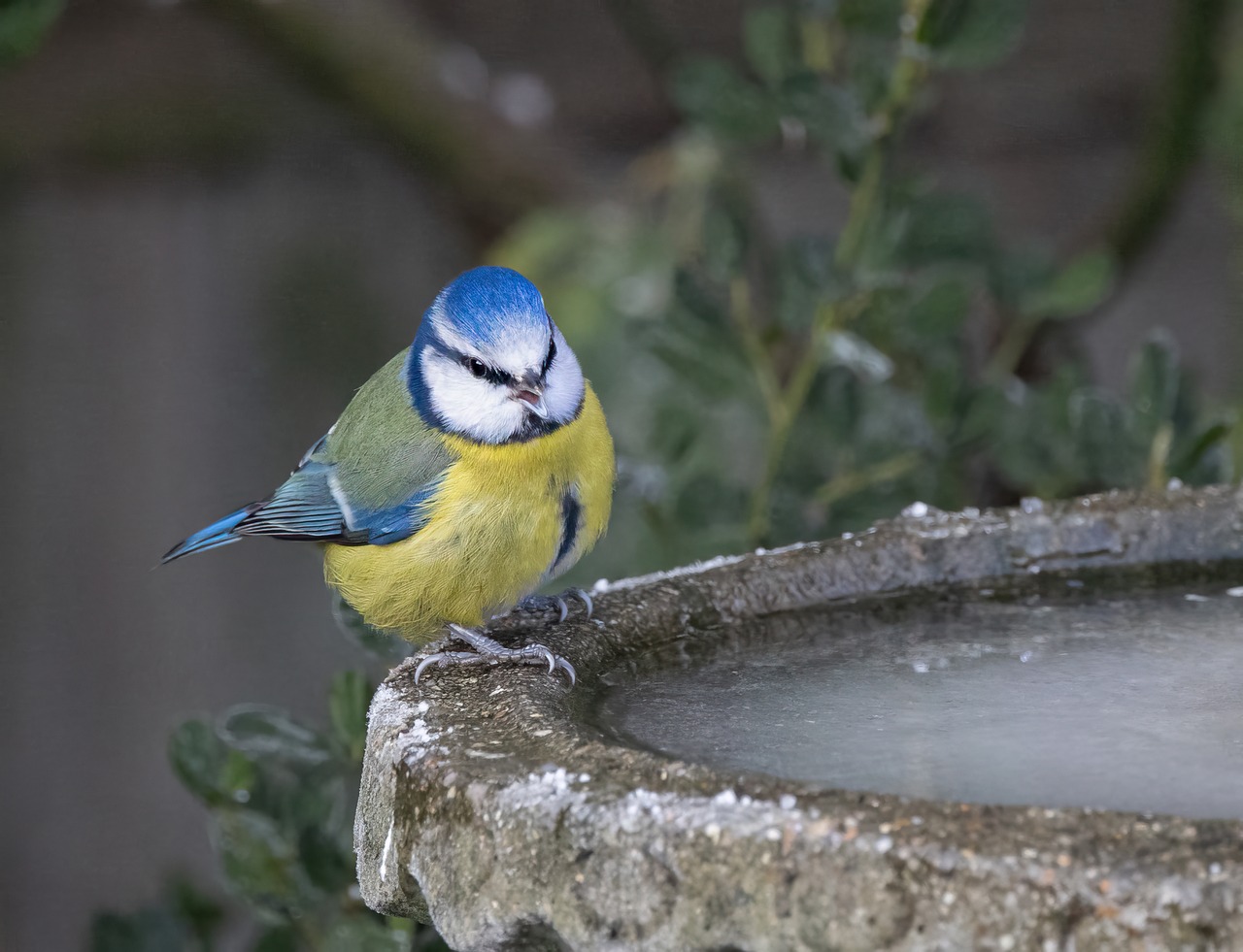 Eurasian Blue Tit Bird Animal - Free photo on Pixabay
