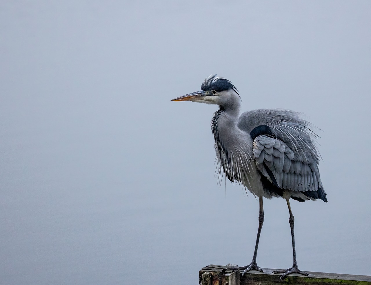 10,000+ Free Perch & Nature Images - Pixabay