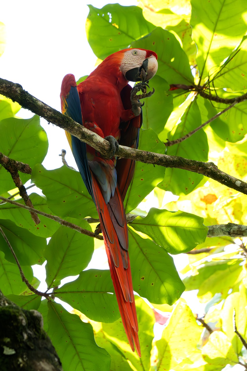 Arara Escarlate Papagaio - Foto gratuita no Pixabay
