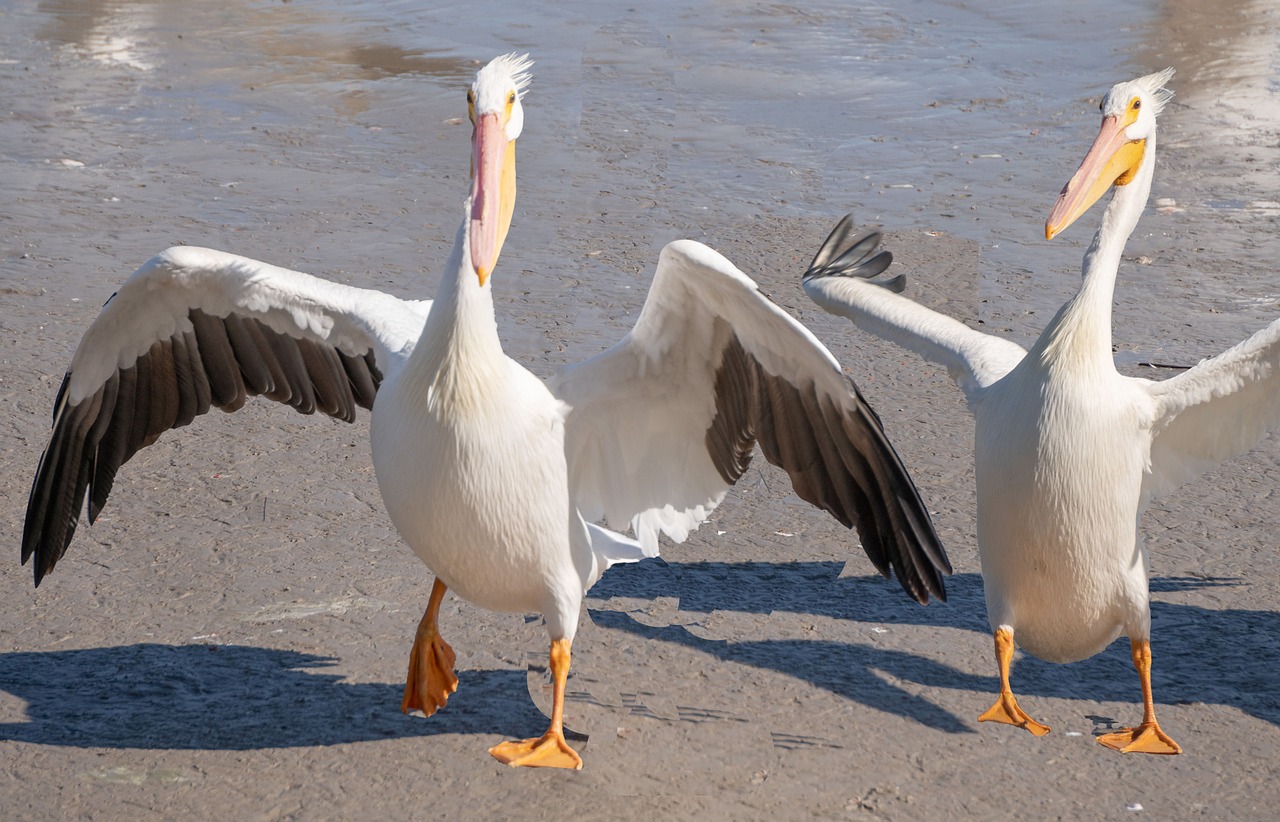 Great White Pelicans Bird - Free photo on Pixabay
