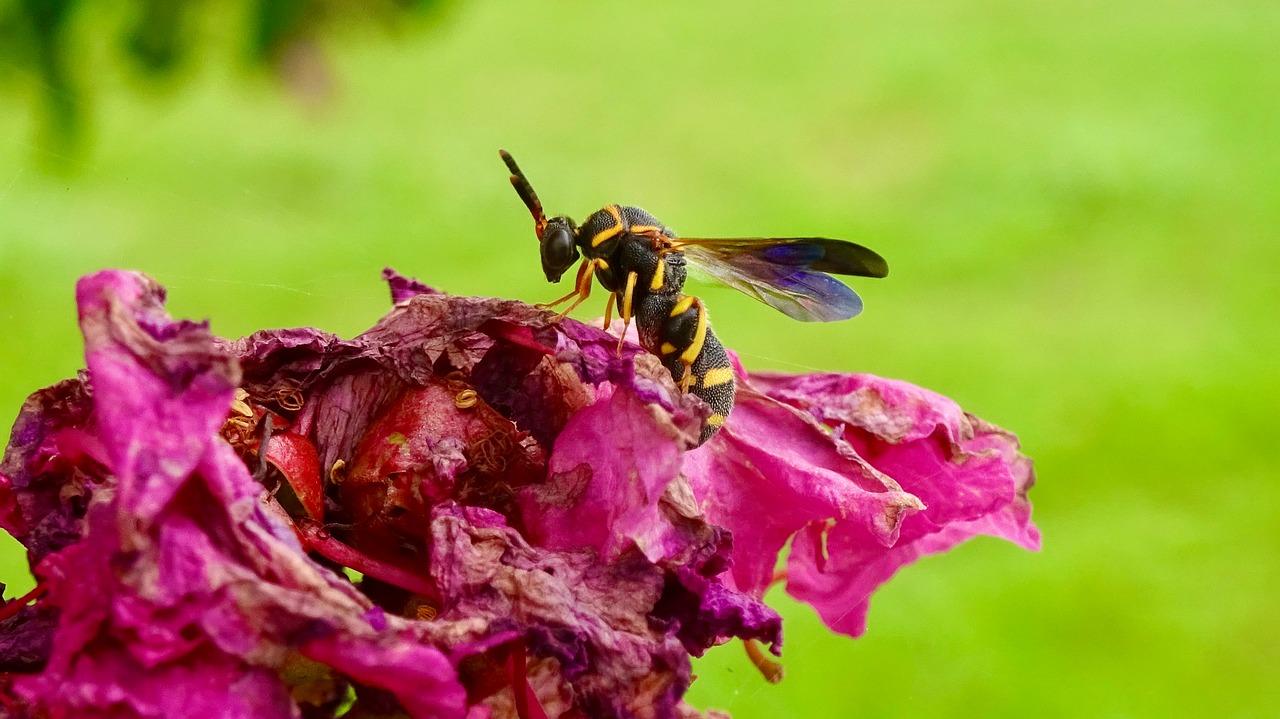 Blume Fliege Insekt - Kostenloses Foto auf Pixabay