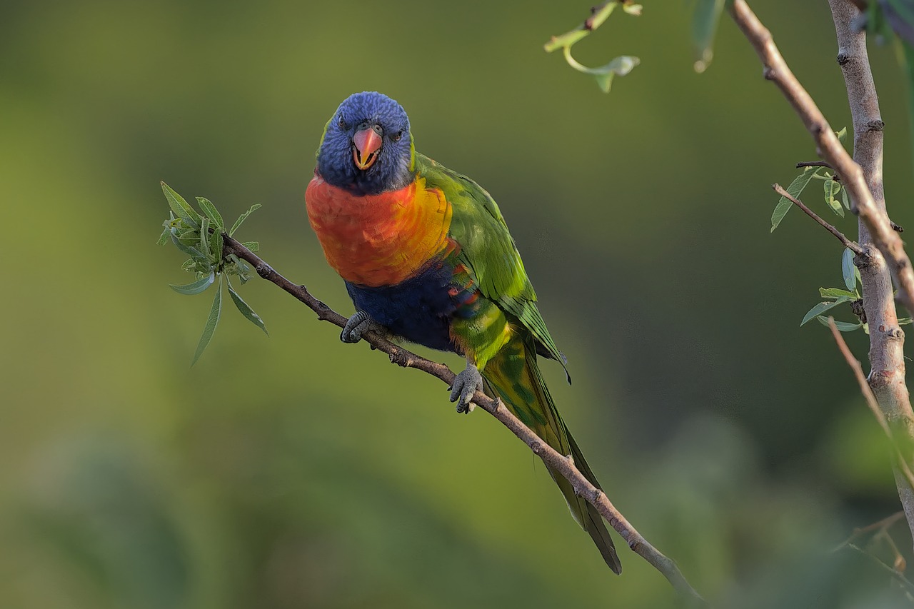 Rainbow Lorikeets Parrots Pair - Free photo on Pixabay