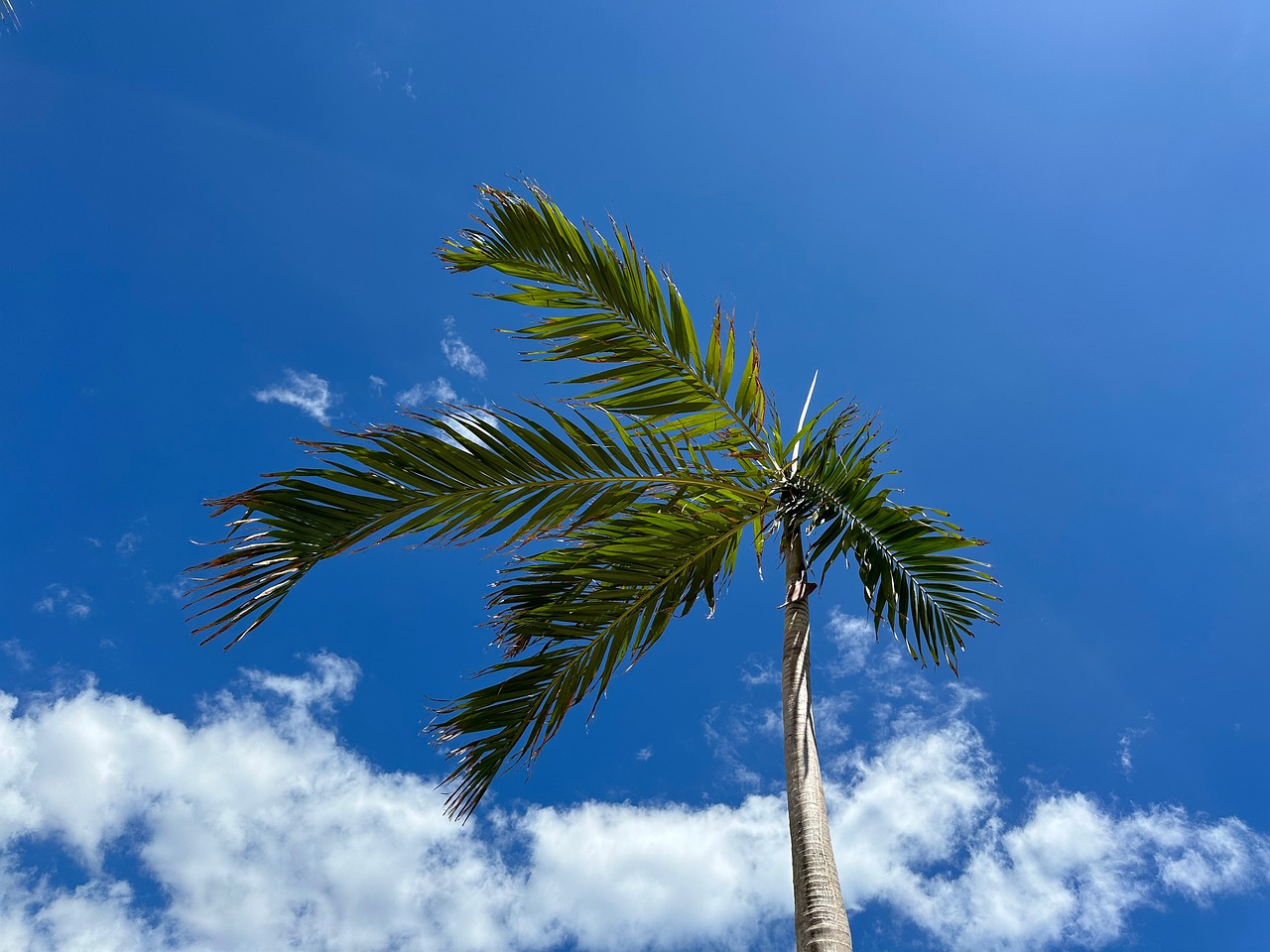 Tropical Palm Tree Nature - Free photo on Pixabay
