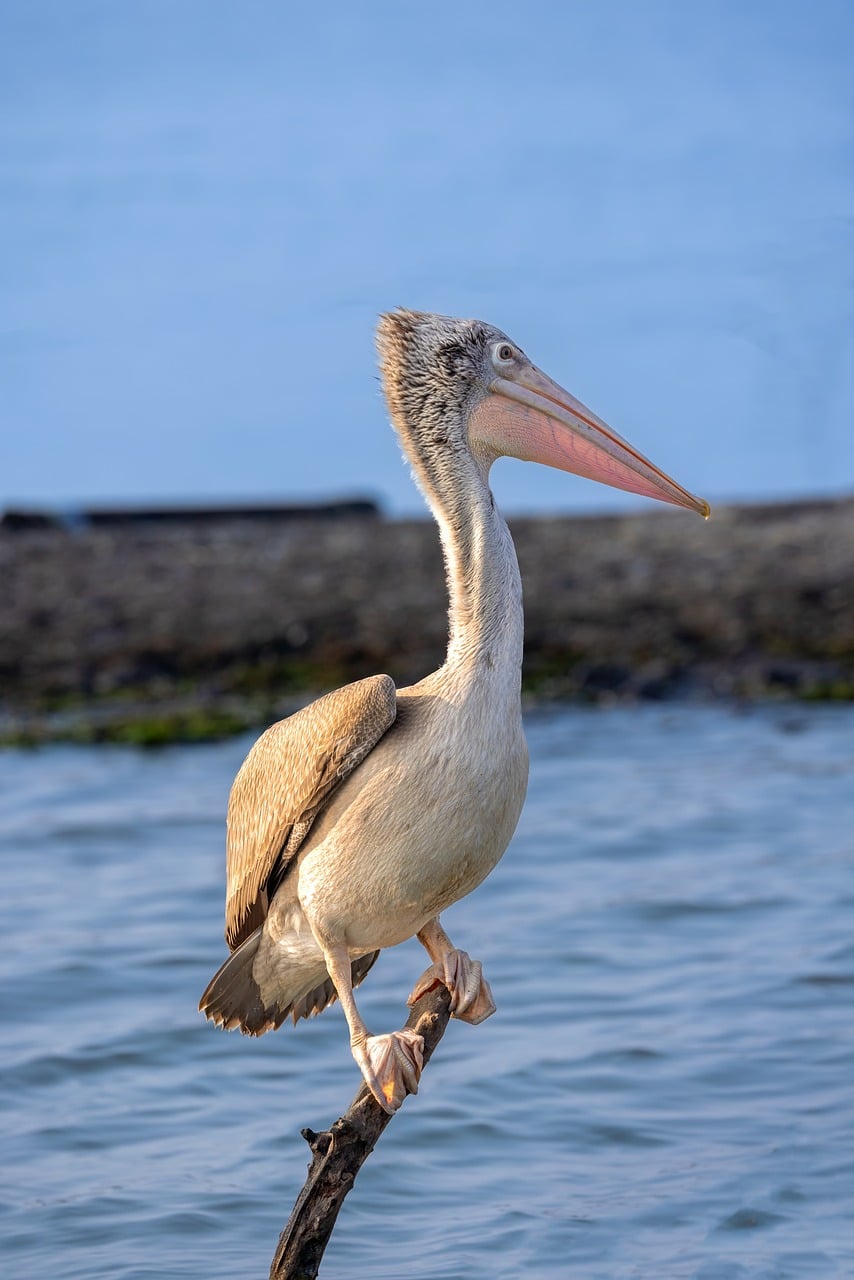 Bird Pelican Animal - Free photo on Pixabay