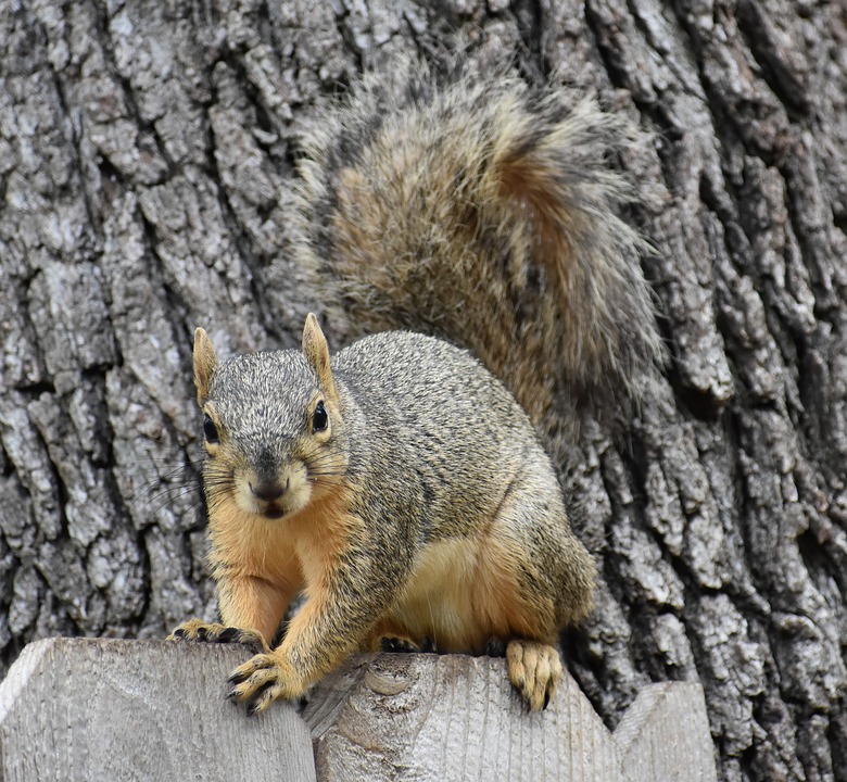 Squirrel Animal Mammal - Free photo on Pixabay