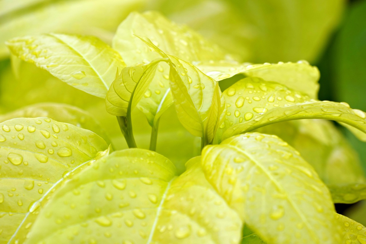 Leaves Raindrops Plants - Free photo on Pixabay