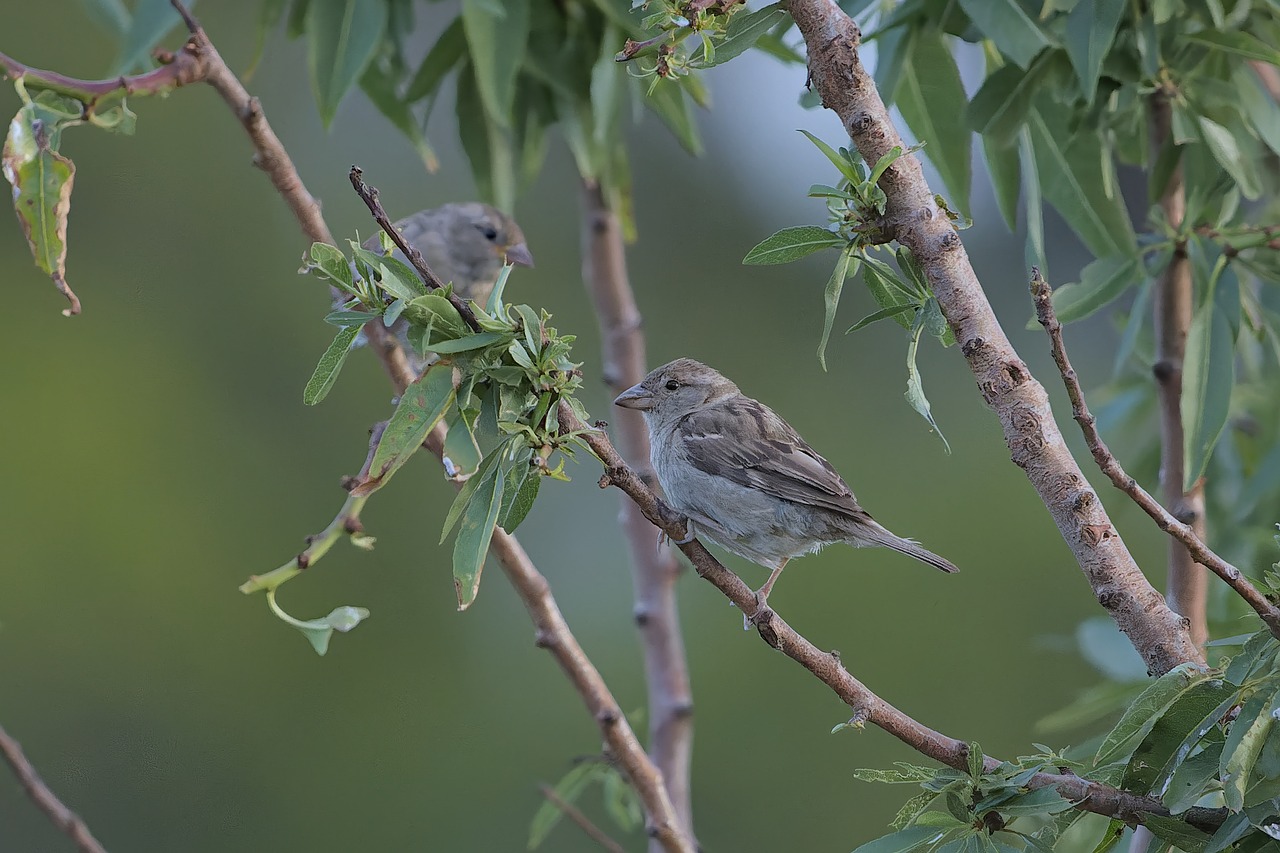 House Sparrow Animals - Free photo on Pixabay