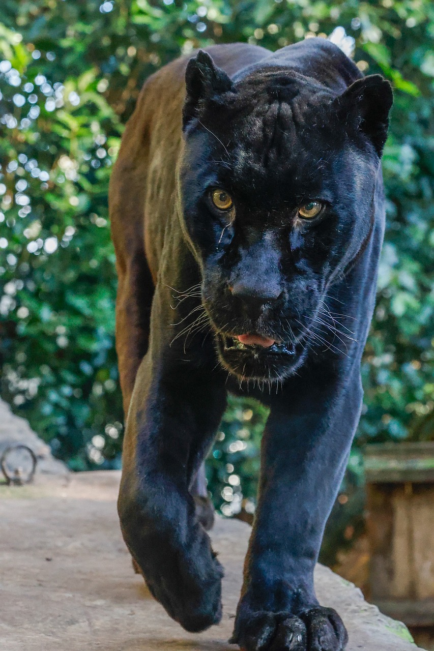 Pantera Felino Animal - Foto gratuita no Pixabay