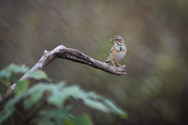 Bird Wildlife Ornithology - Free photo on Pixabay