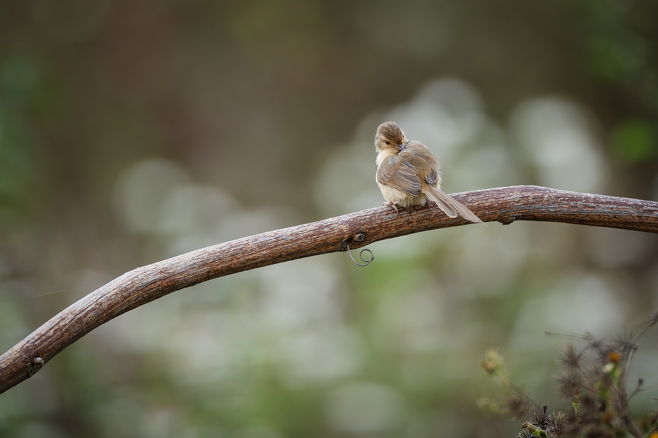 Bird Wildlife Ornithology - Free photo on Pixabay