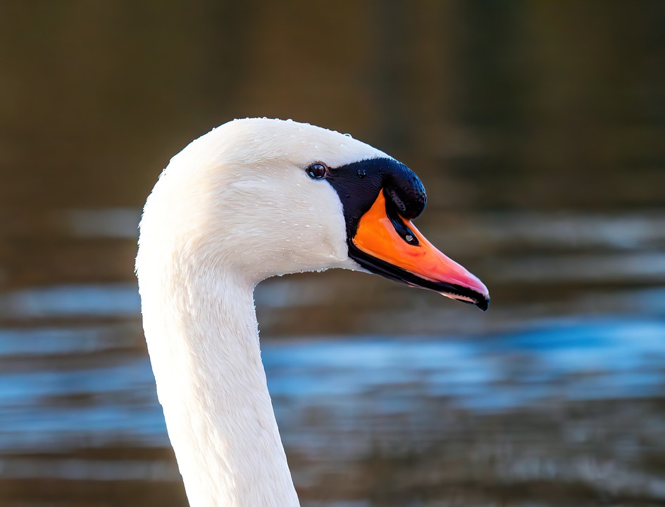 Swan Bird Nature - Free photo on Pixabay
