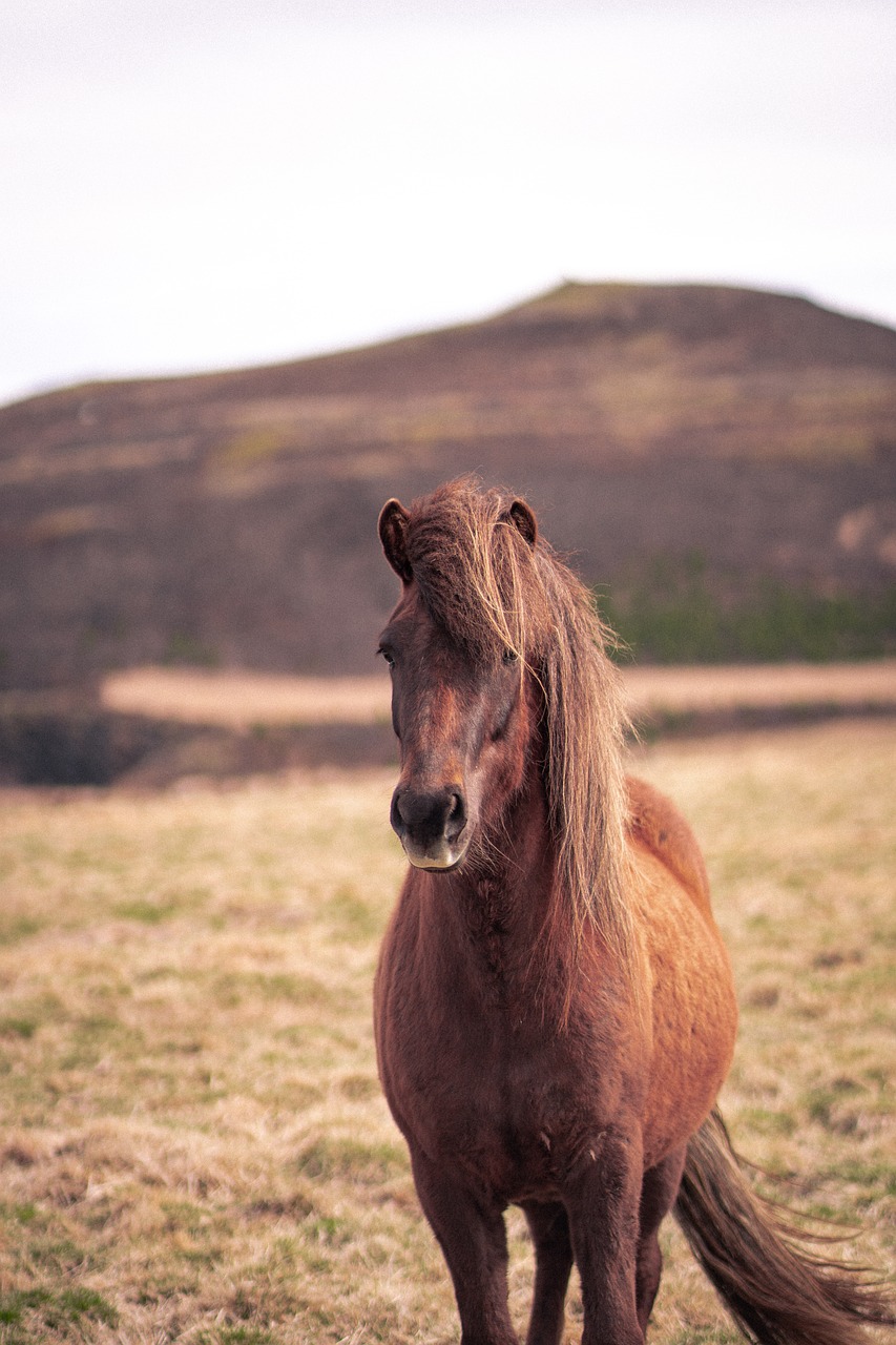 Horse Animal Equine - Free photo on Pixabay