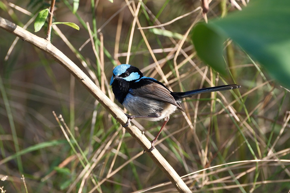 Superb Fairywren Bird - Free photo on Pixabay